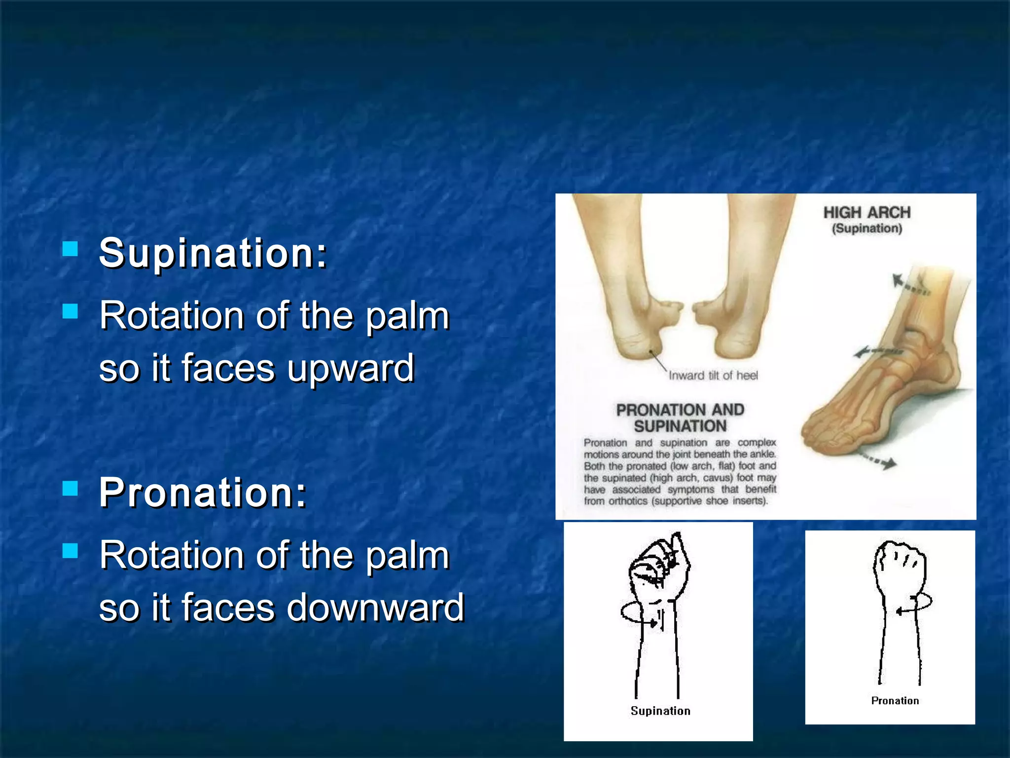 Anatomy terms & skeletal system | PPT