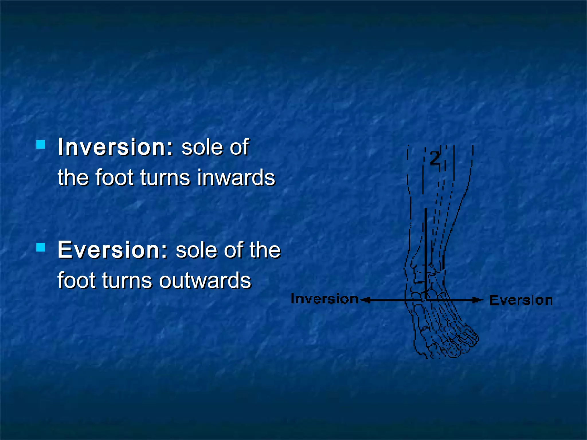 Anatomy terms & skeletal system | PPT