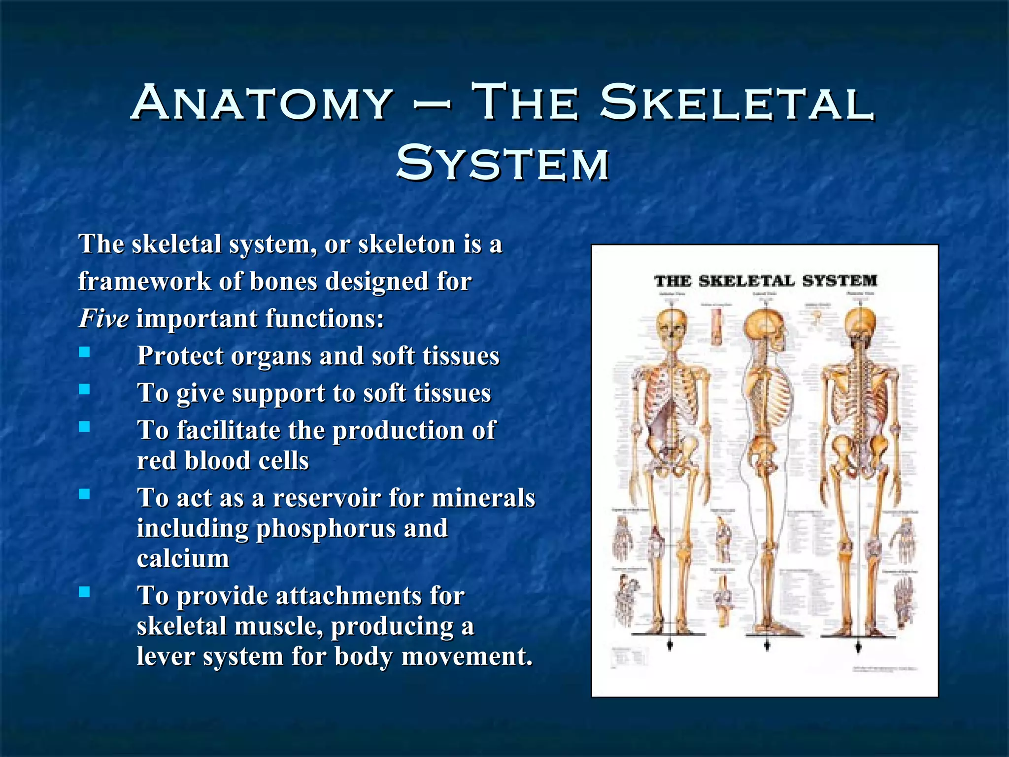 Anatomy terms & skeletal system | PPT