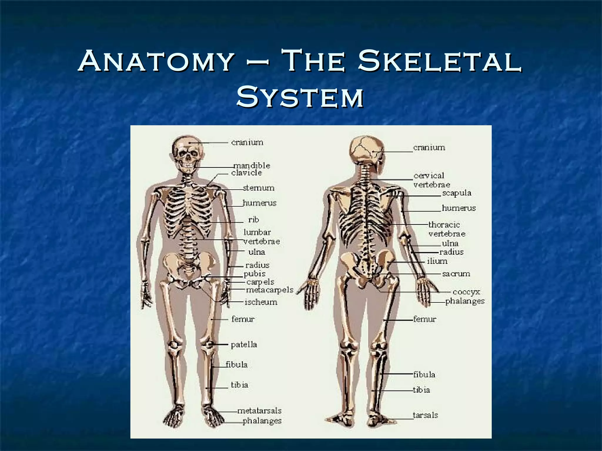 Anatomy terms & skeletal system | PPT