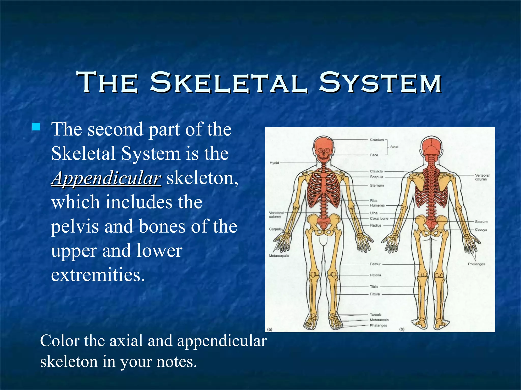Anatomy terms & skeletal system | PPT