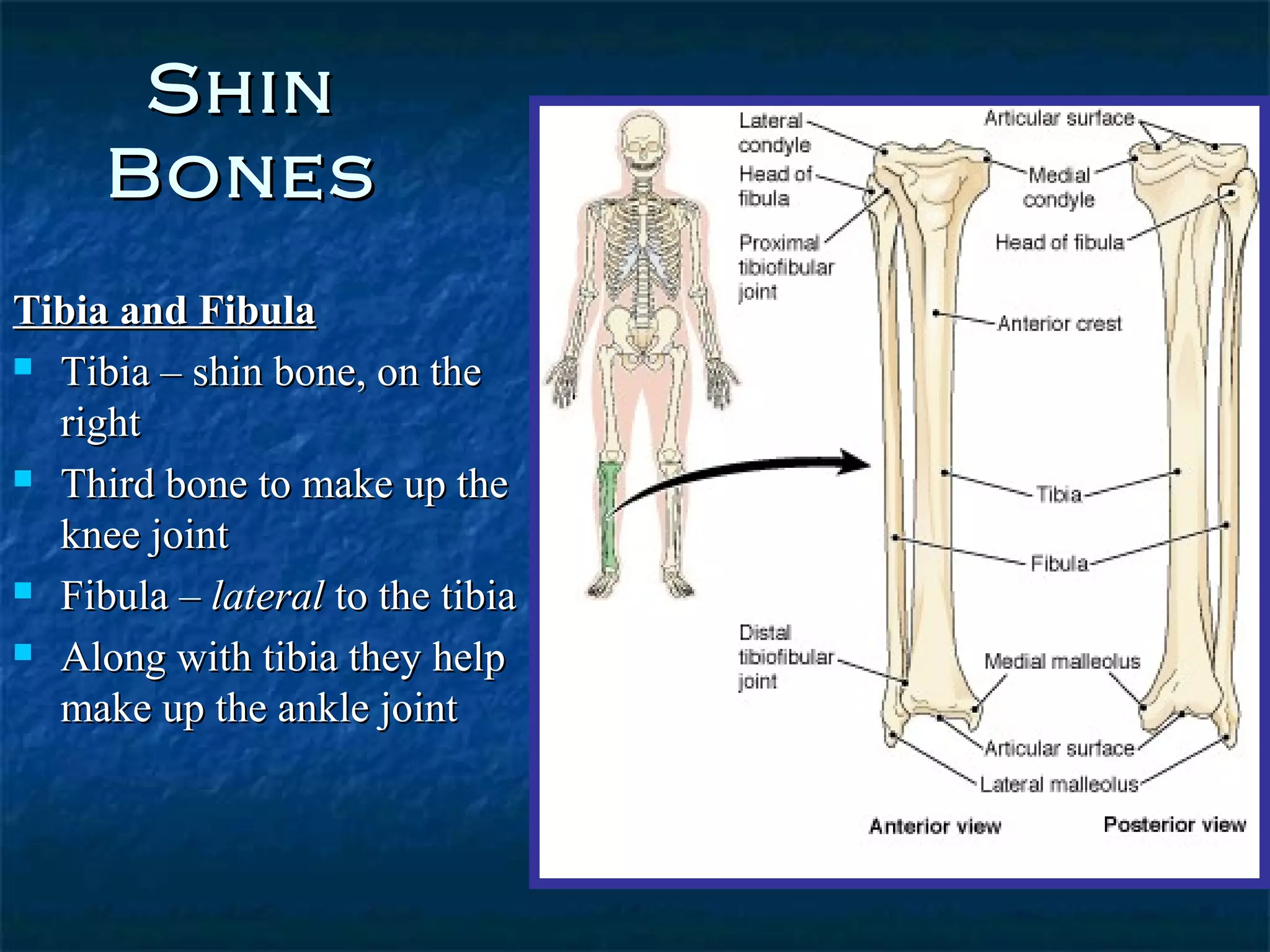 Anatomy terms & skeletal system | PPT