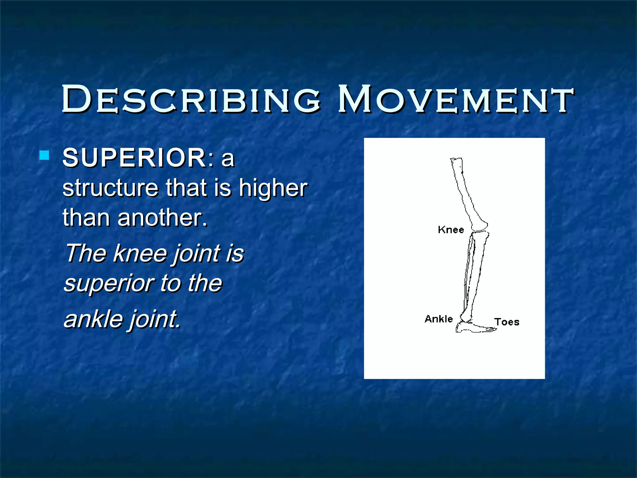 Anatomy terms & skeletal system | PPT