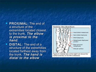 Anatomy terms & skeletal system | PPT