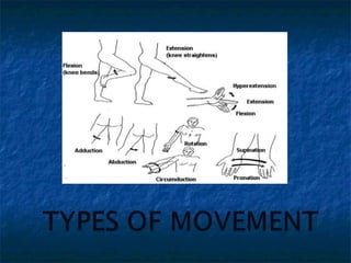 Anatomy terms & skeletal system | PPT