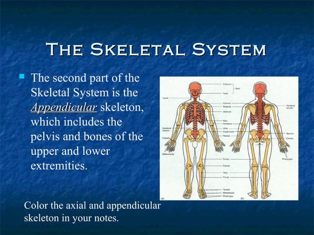 Anatomy terms & skeletal system | PPT