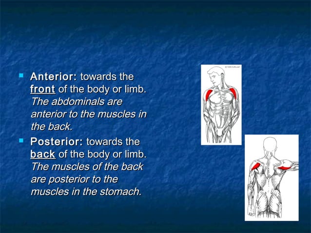 Anatomy terms & skeletal system | PPT