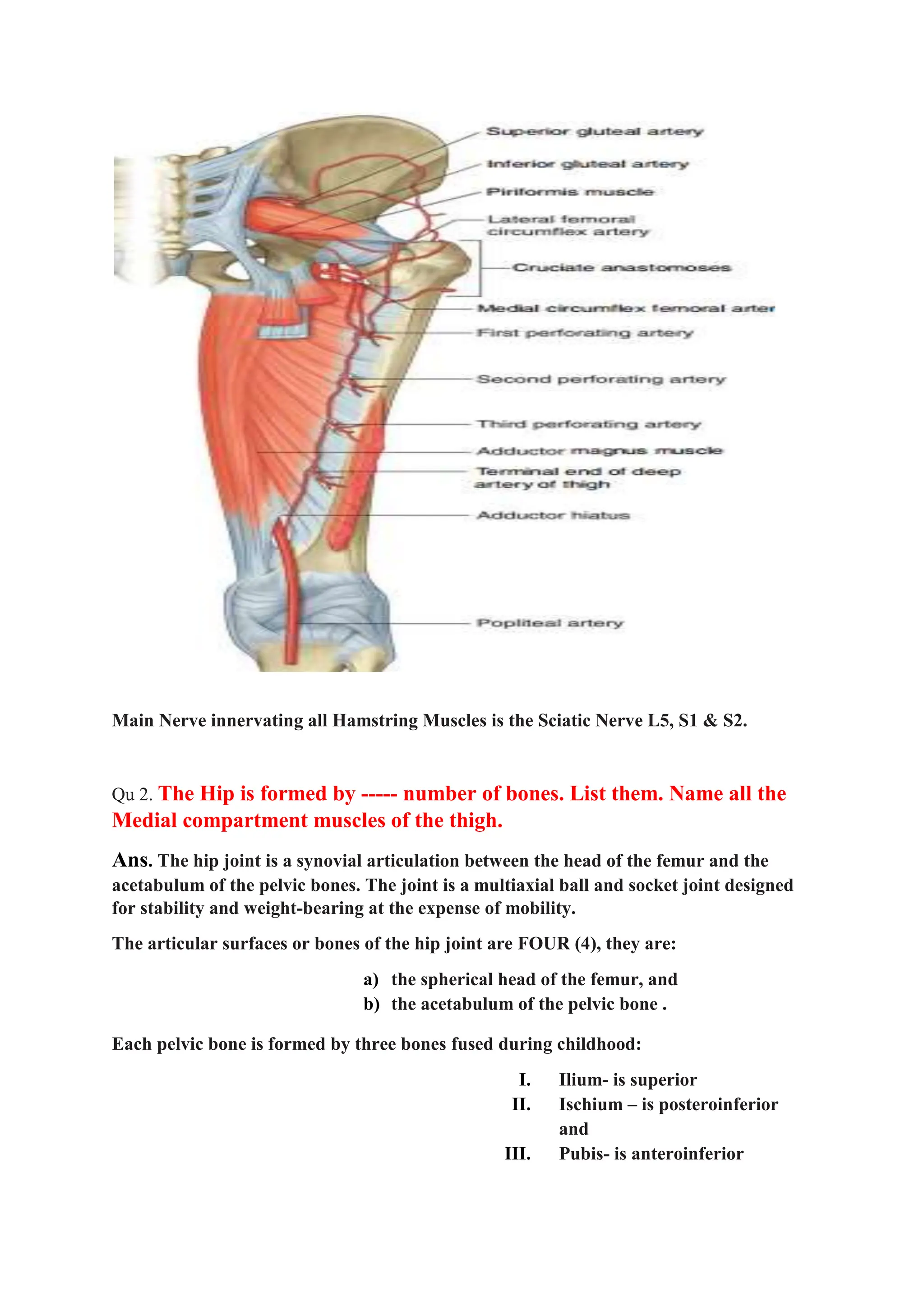 ANATOMY TEST QUESTIONS FOR UPPER AND LOWER LIMB - Copy.docx