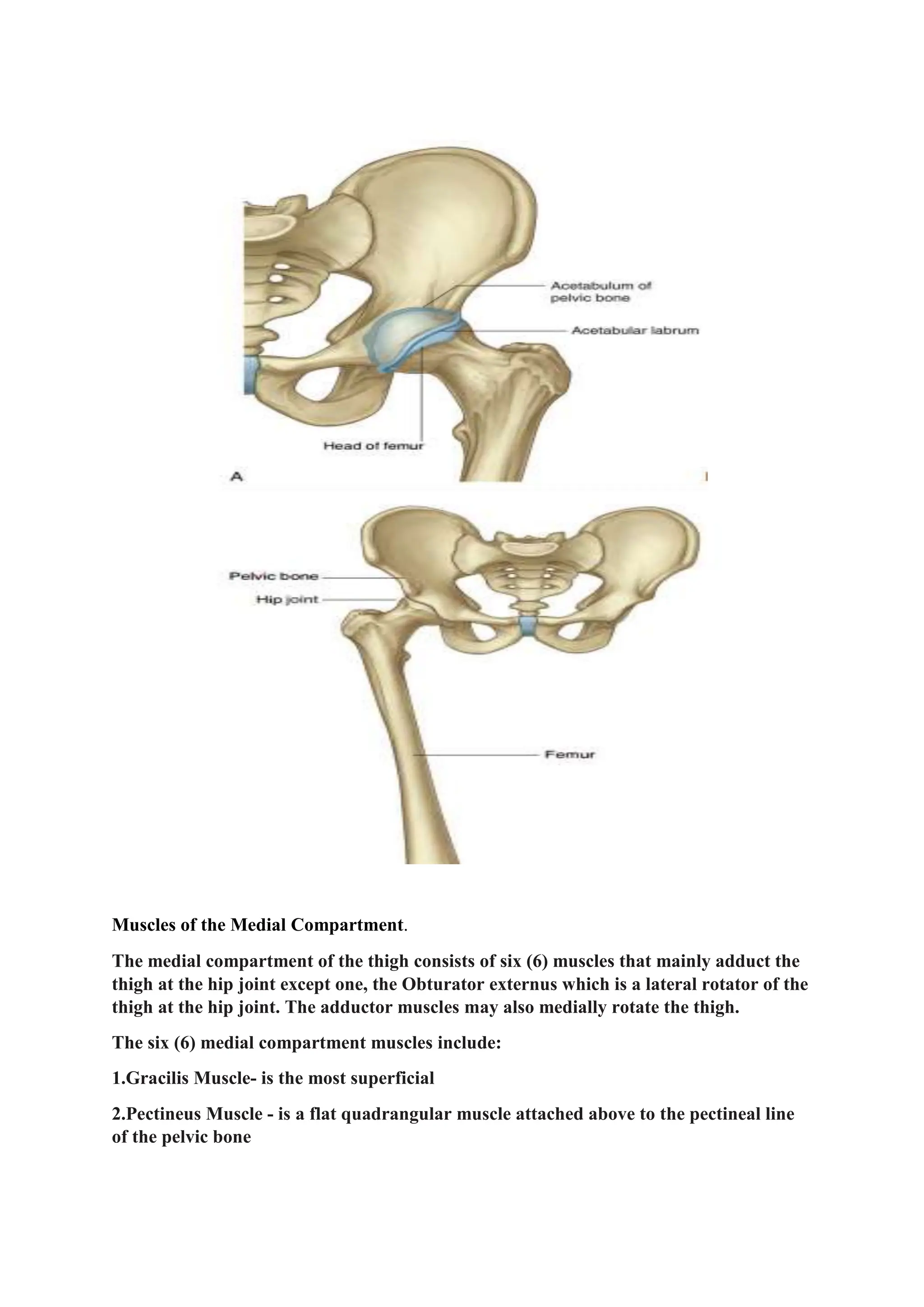ANATOMY TEST QUESTIONS FOR UPPER AND LOWER LIMB - Copy.docx