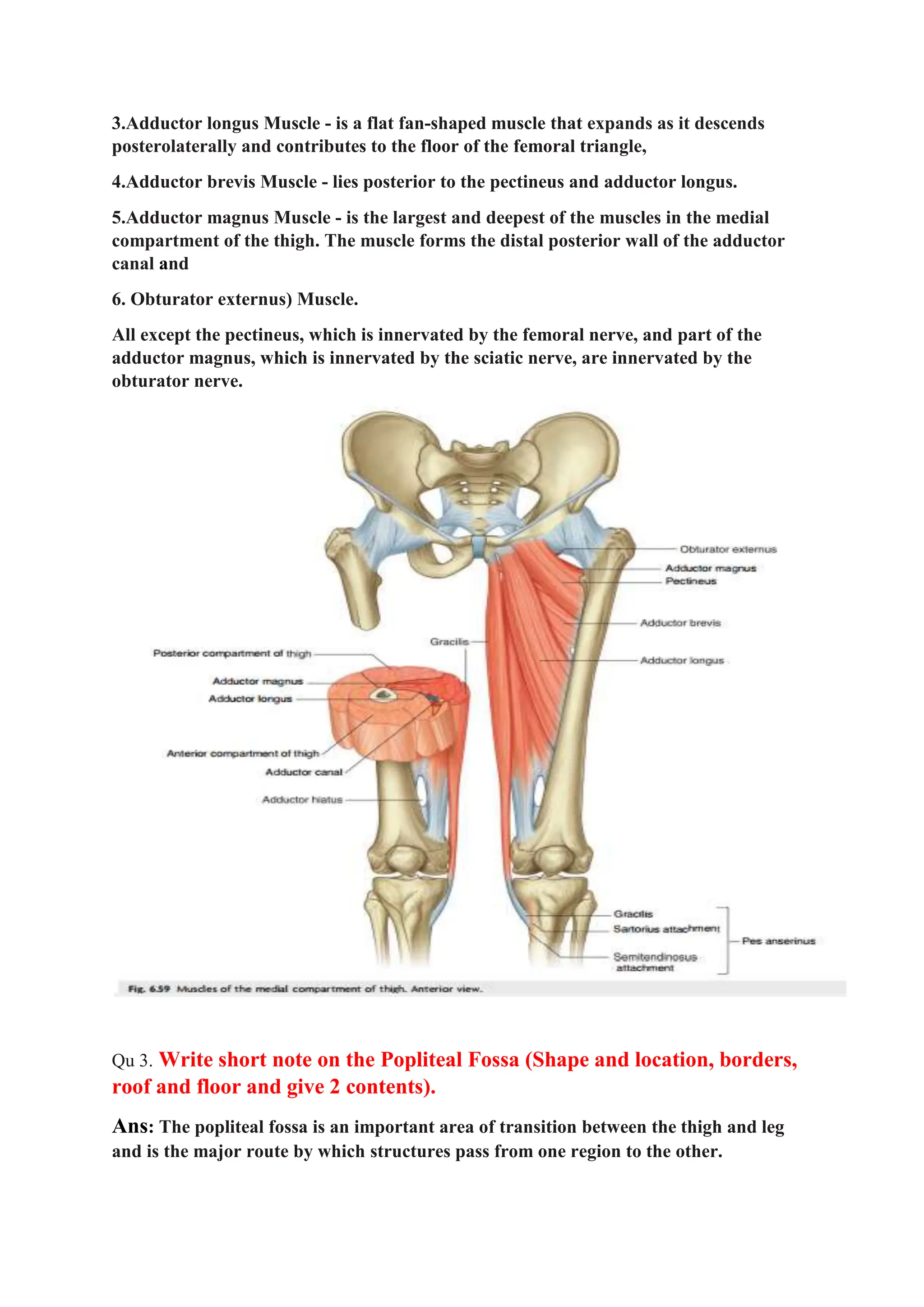 ANATOMY TEST QUESTIONS FOR UPPER AND LOWER LIMB - Copy.docx