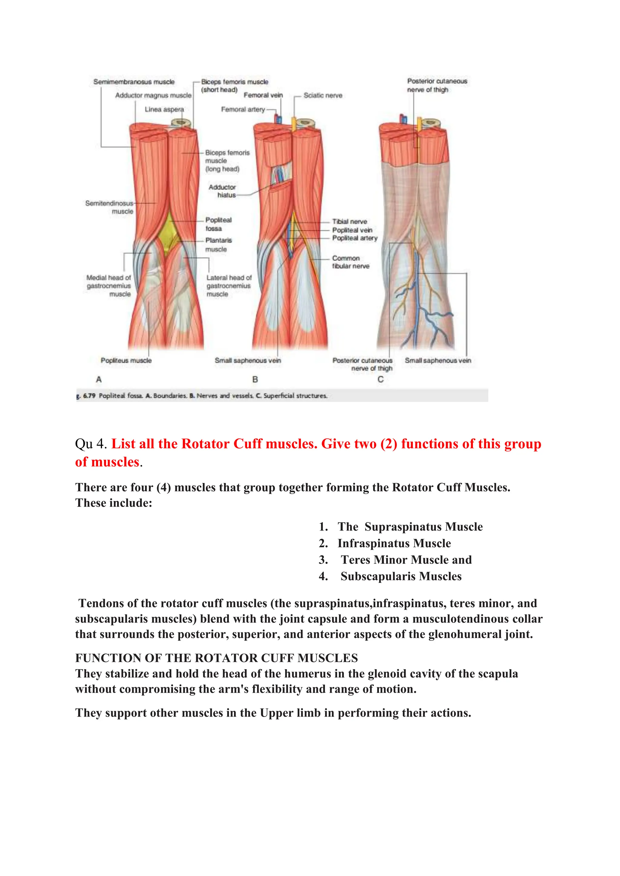 ANATOMY TEST QUESTIONS FOR UPPER AND LOWER LIMB - Copy.docx