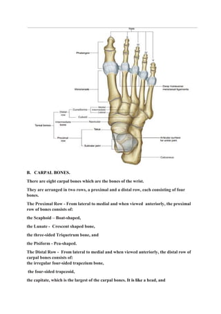 ANATOMY TEST QUESTIONS FOR UPPER AND LOWER LIMB - Copy.docx