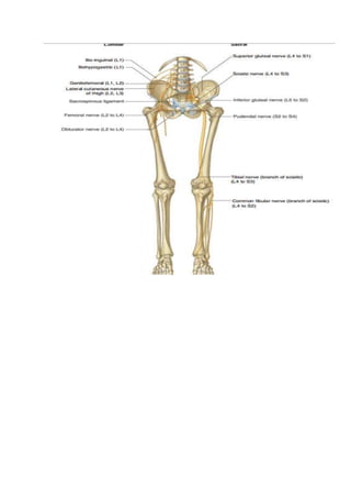 ANATOMY TEST QUESTIONS FOR UPPER AND LOWER LIMB - Copy.docx