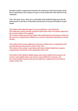 ANATOMY TEST QUESTIONS FOR UPPER AND LOWER LIMB - Copy.docx