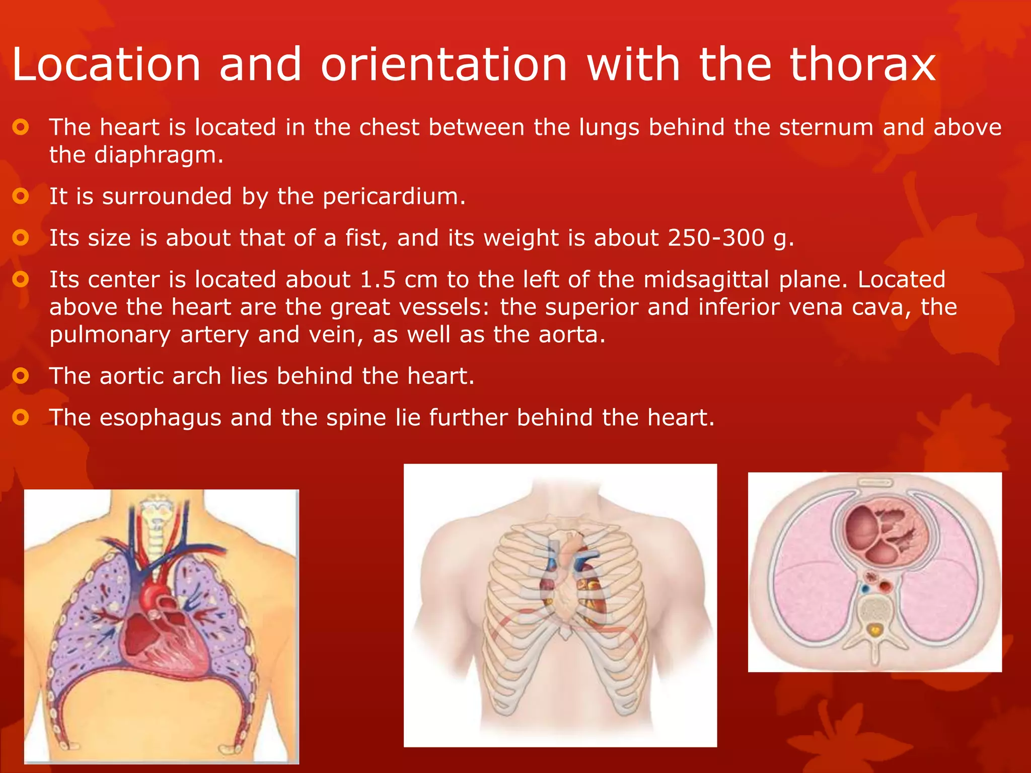 Anatomy (The Heart) | PPTX