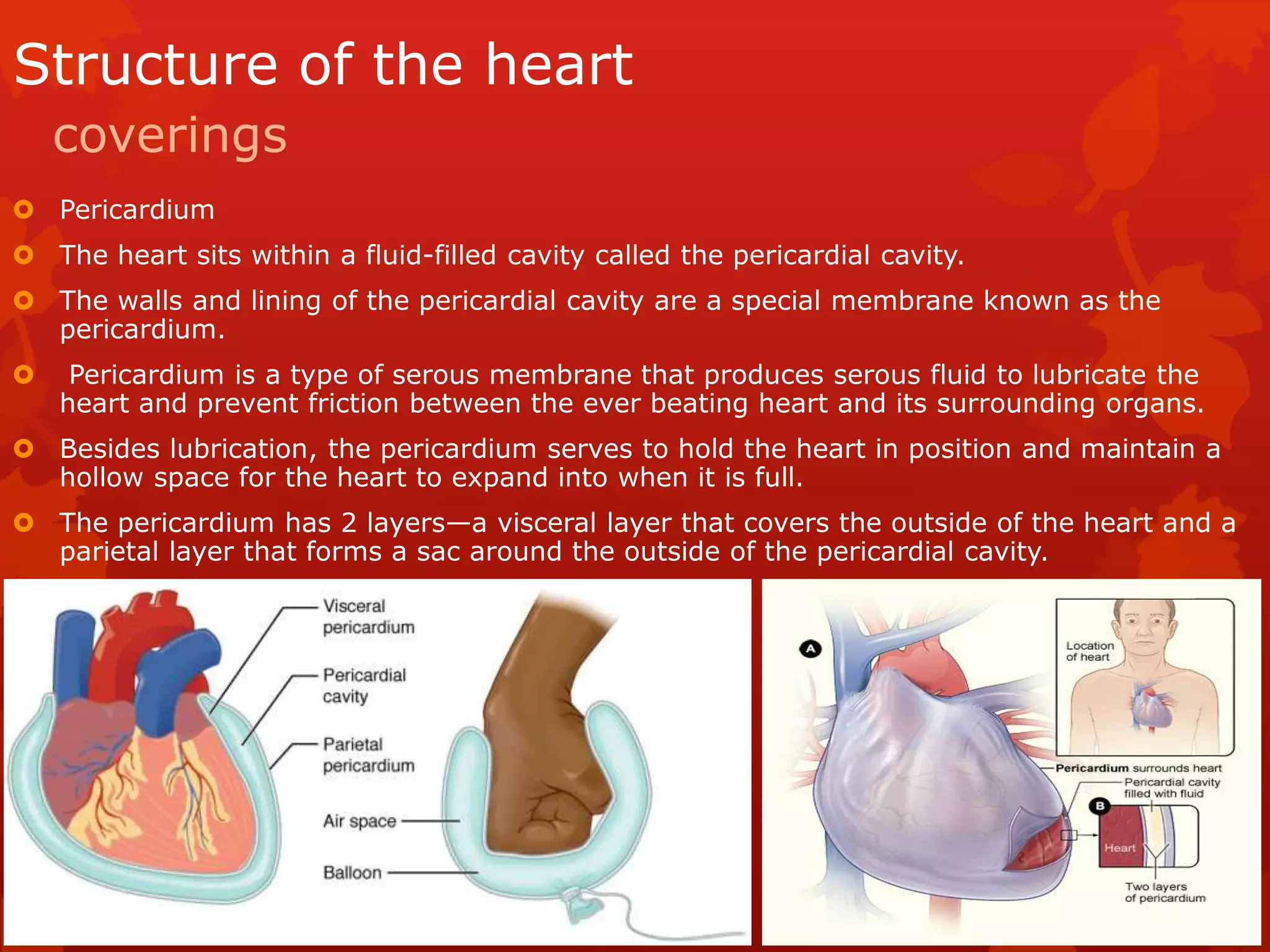 Anatomy (The Heart) | PPTX