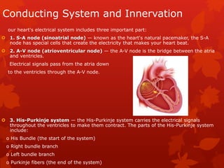 Anatomy (The Heart) | PPTX