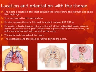 Anatomy (The Heart) | PPTX