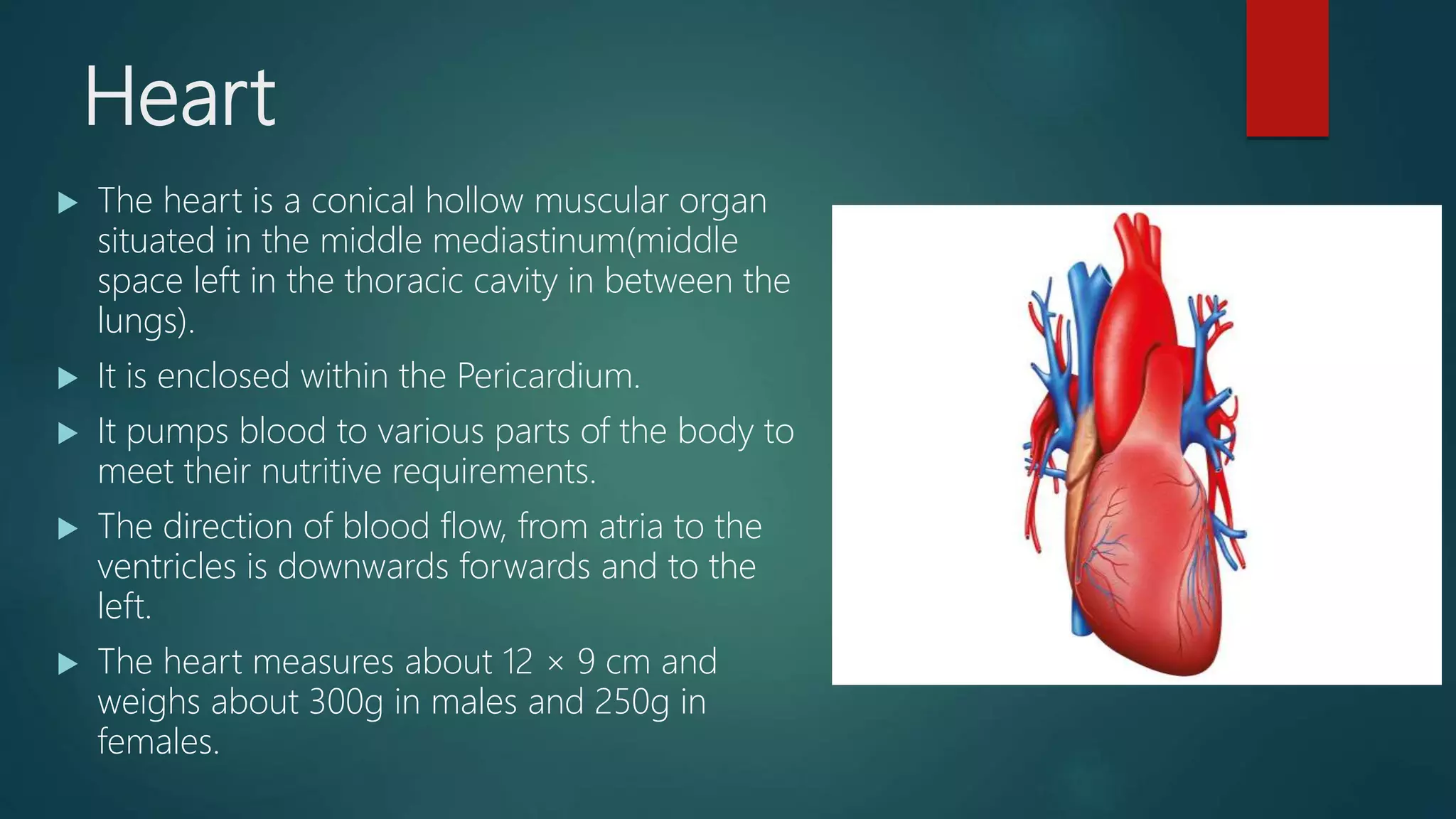Anatomy of the Heart | PPT