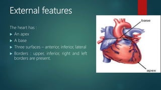 Anatomy of the Heart | PPT