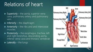 Anatomy of the Heart | PPT
