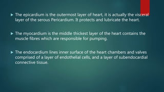 Anatomy of the Heart | PPT