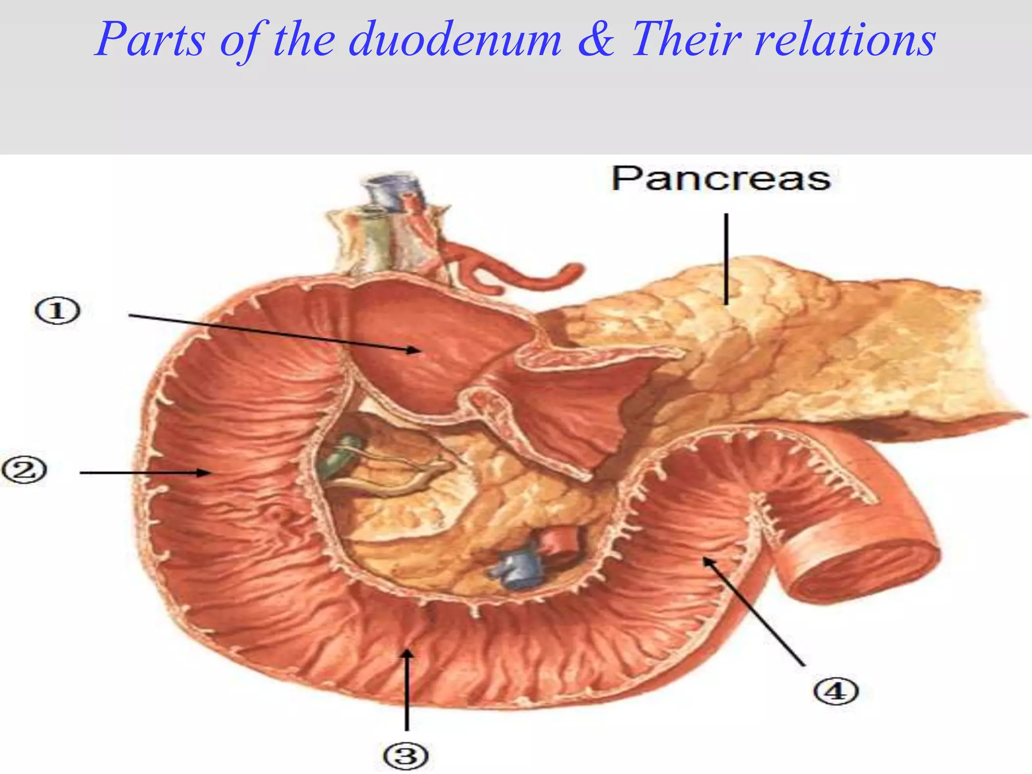 Anatomy the small and large intestine.pptx