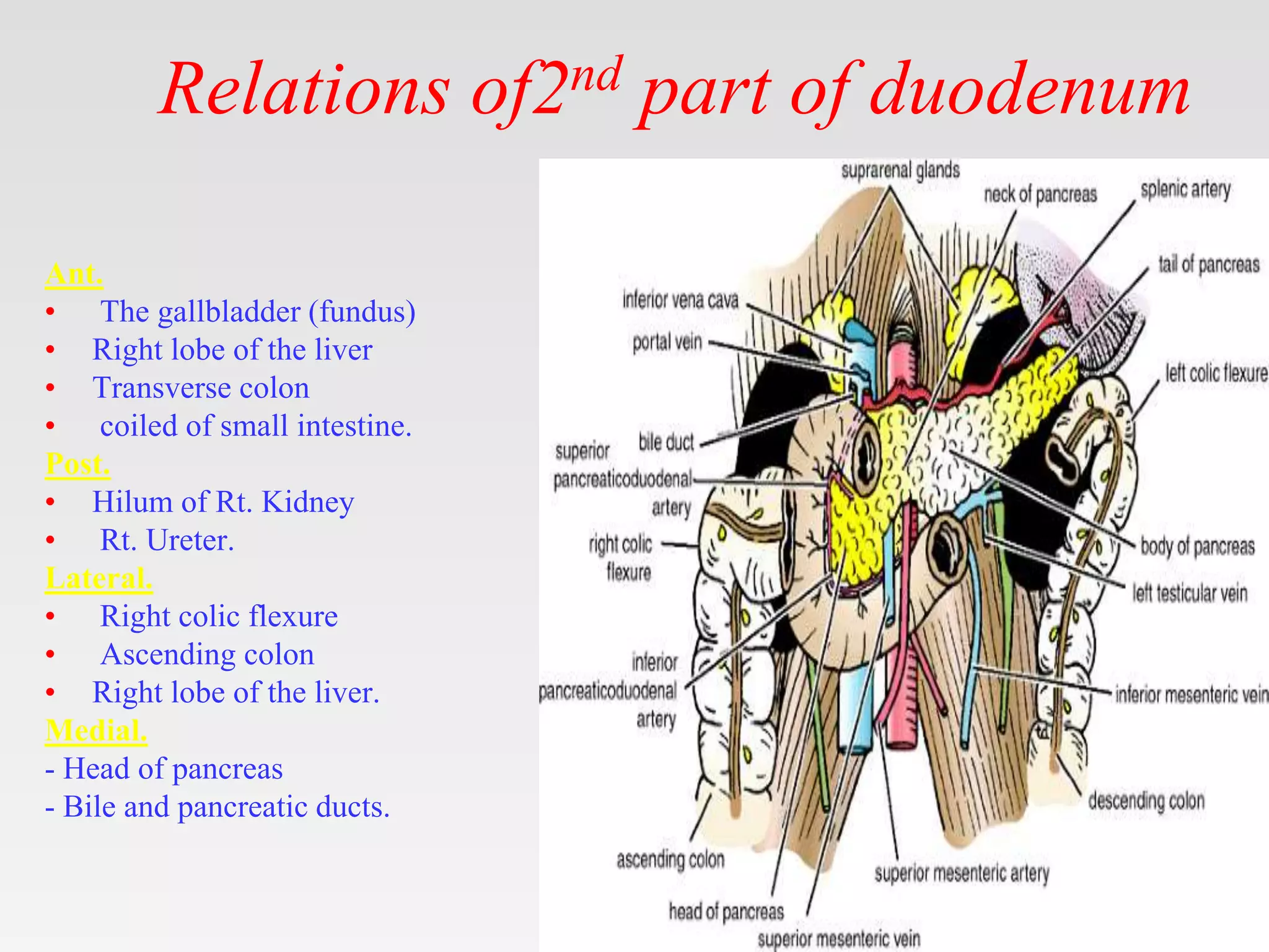 Anatomy the small and large intestine.pptx