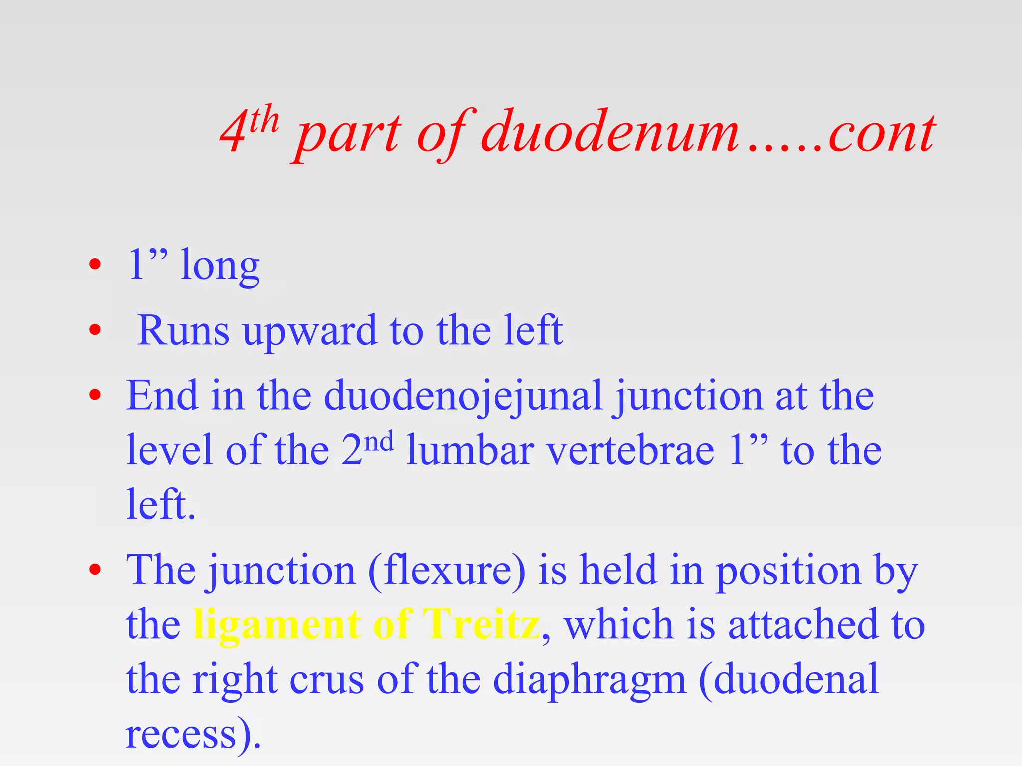 Anatomy the small and large intestine.pptx