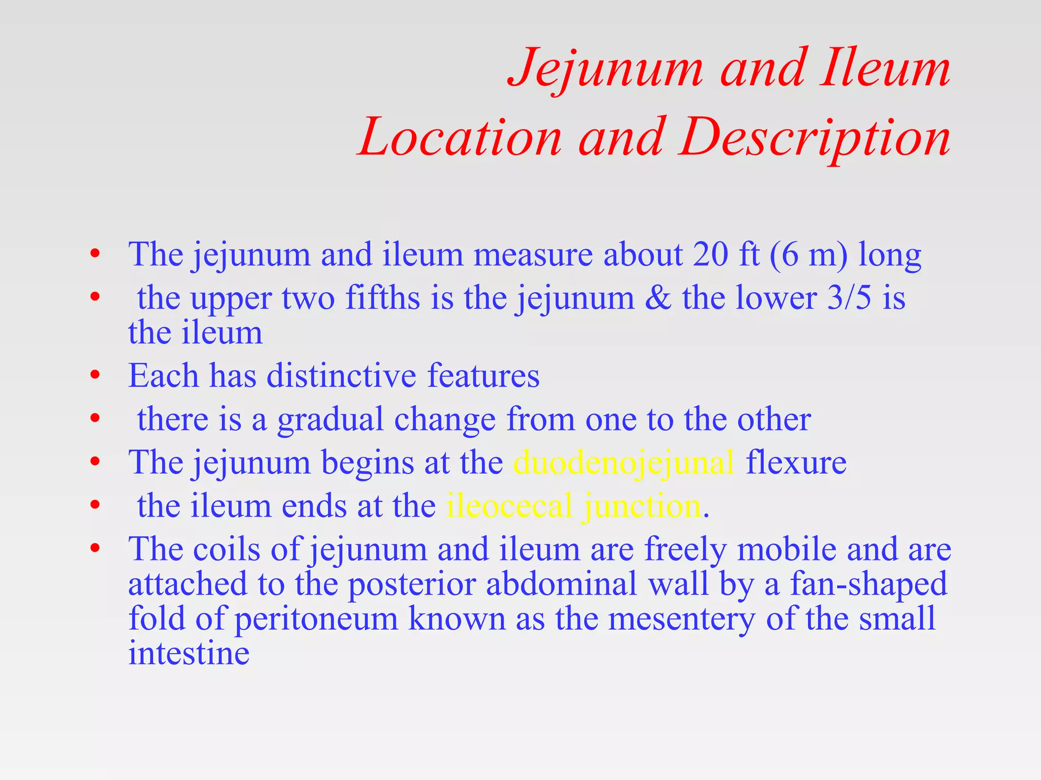 Anatomy the small and large intestine.pptx