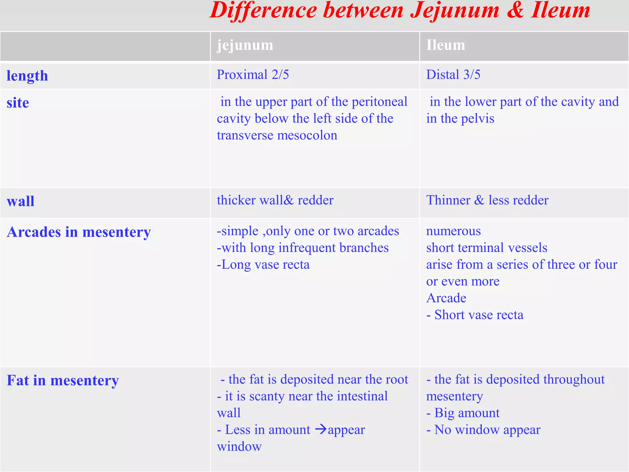 Anatomy the small and large intestine.pptx