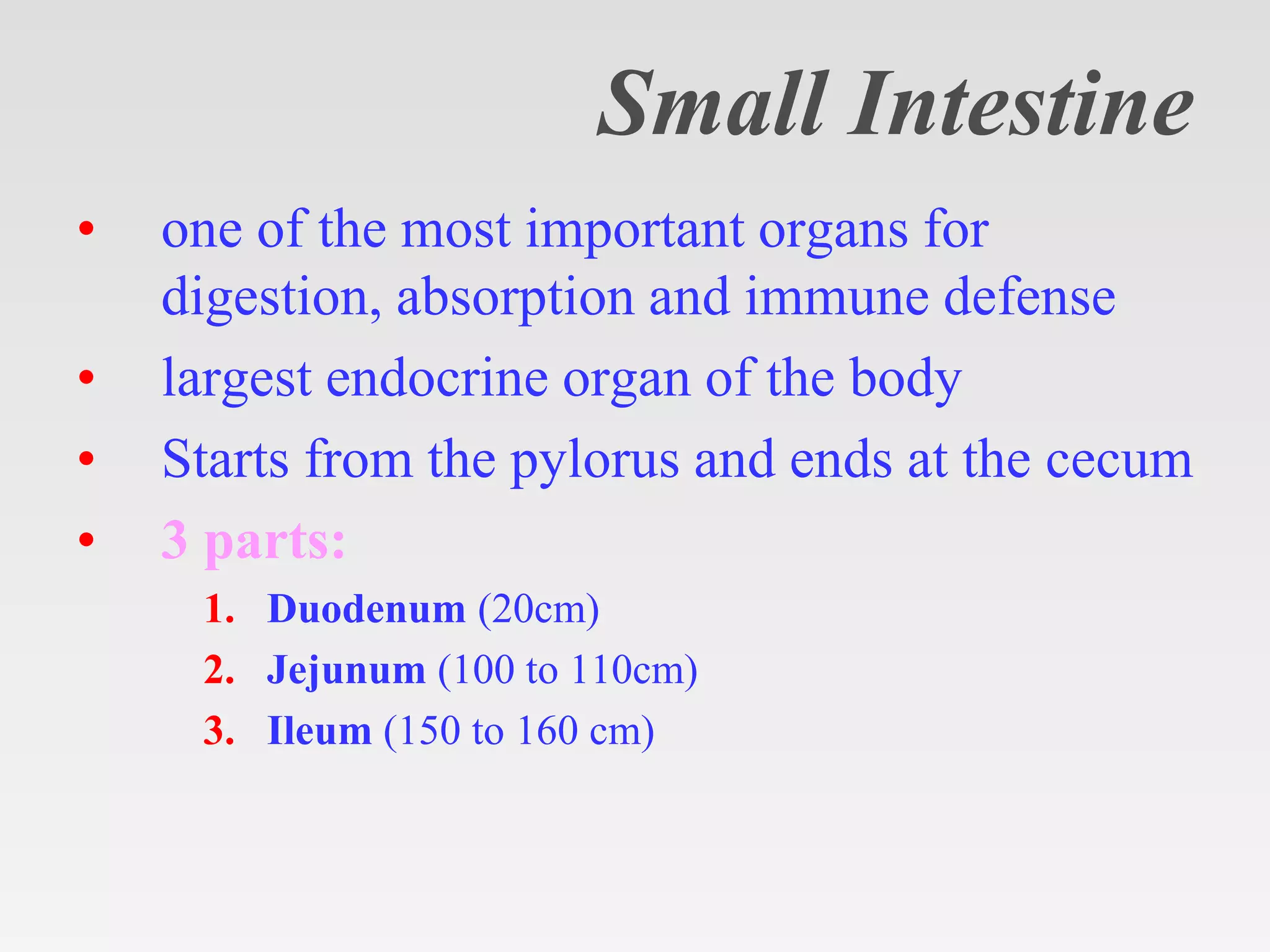 Anatomy the small and large intestine.pptx