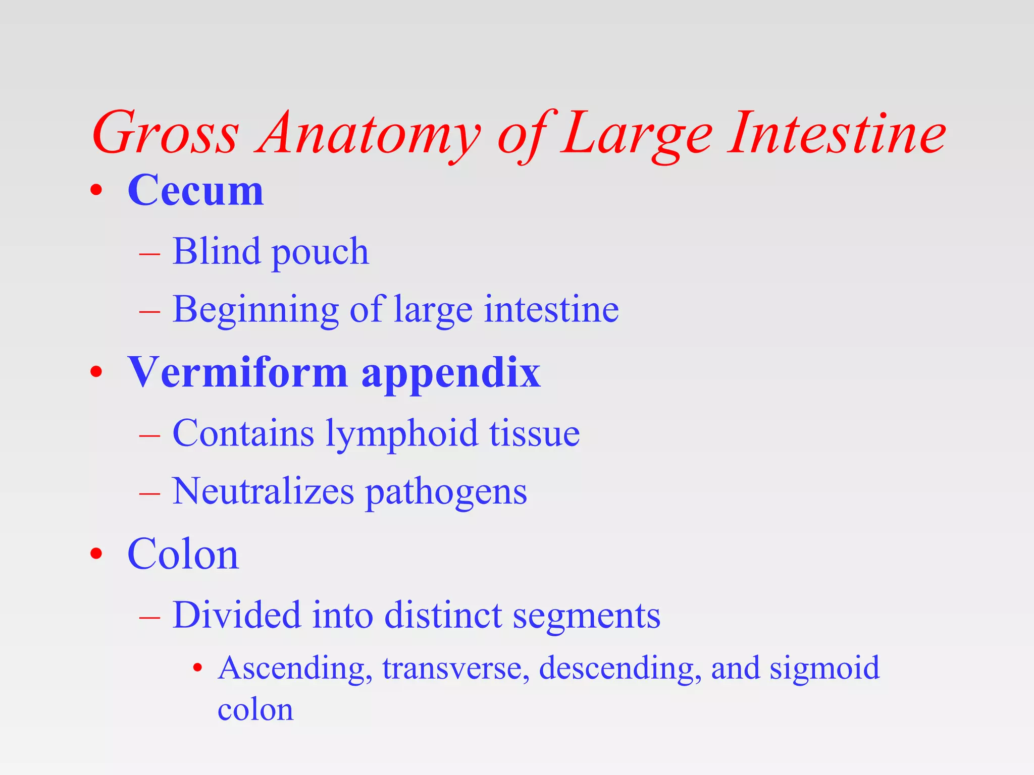 Anatomy the small and large intestine.pptx