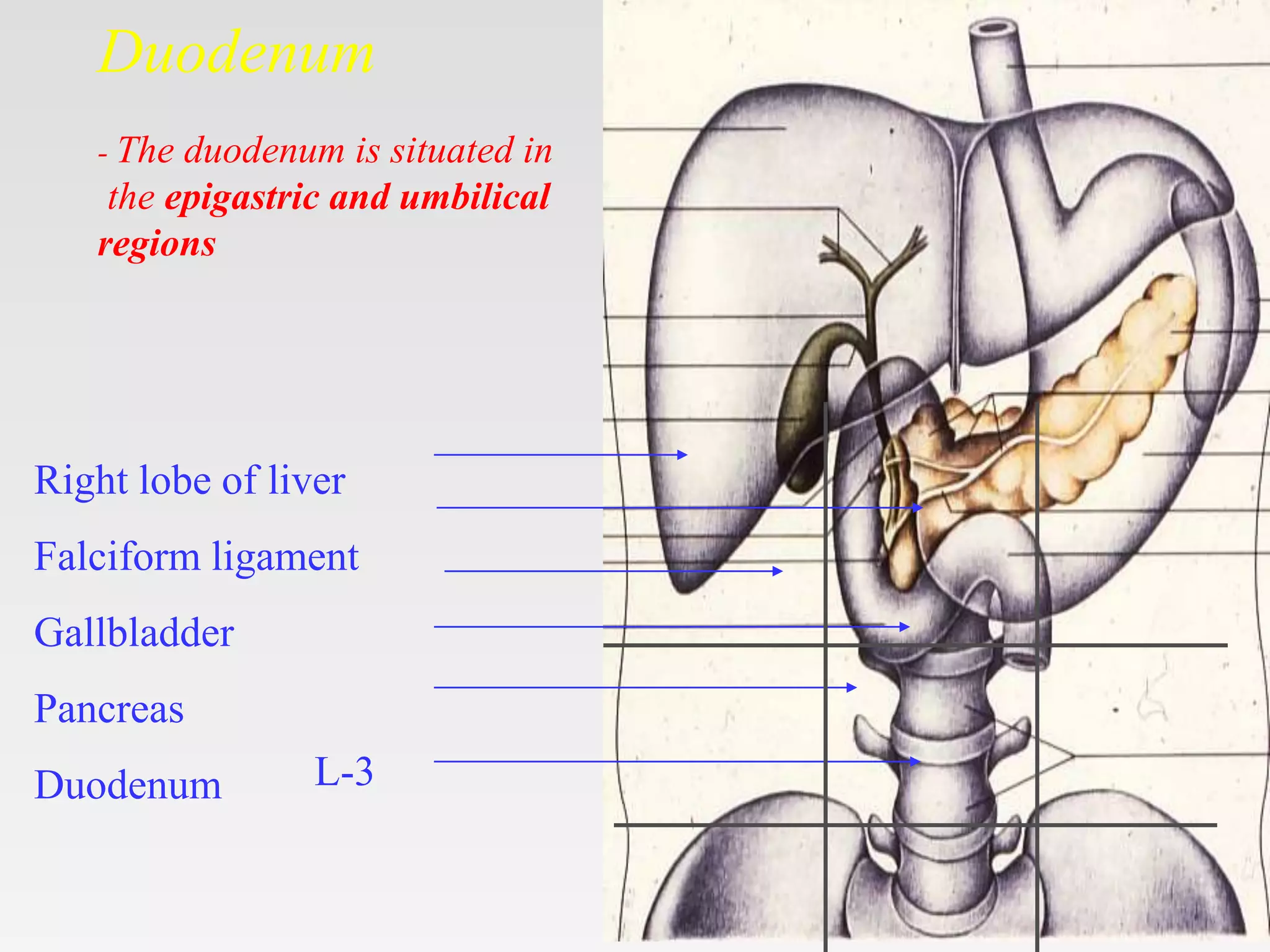 Anatomy the small and large intestine.pptx