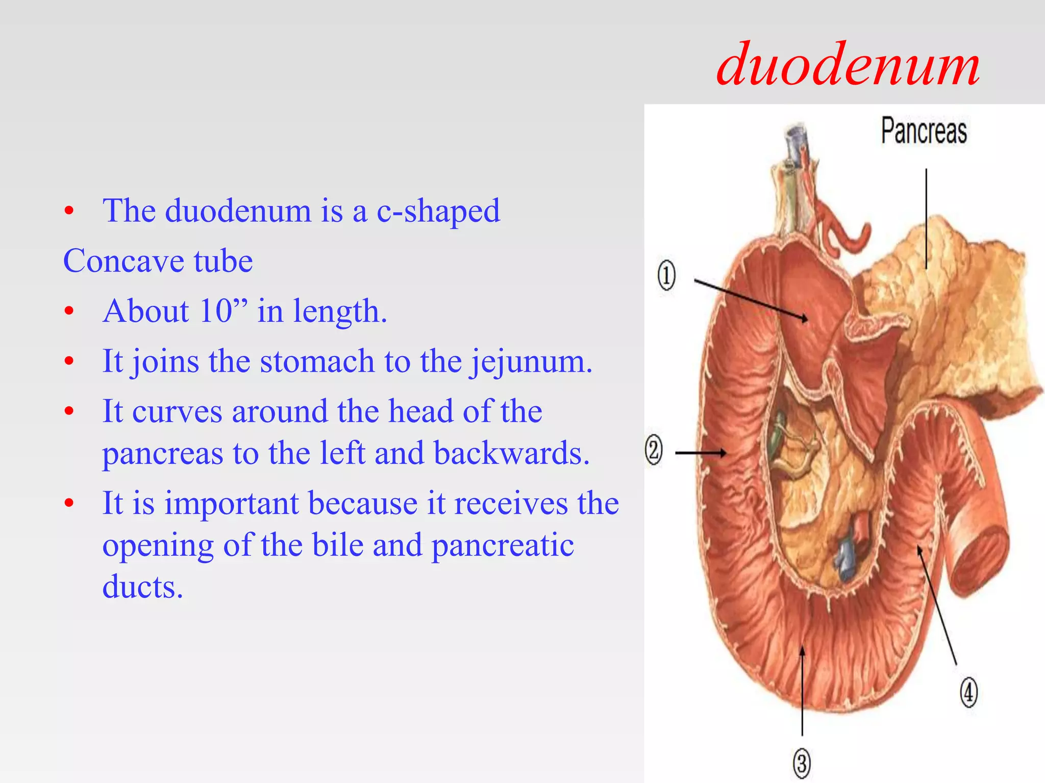 Anatomy the small and large intestine.pptx