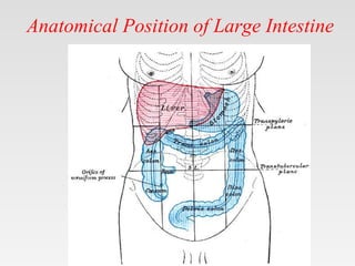 Anatomy the small and large intestine.pptx