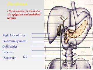 Anatomy the small and large intestine.pptx