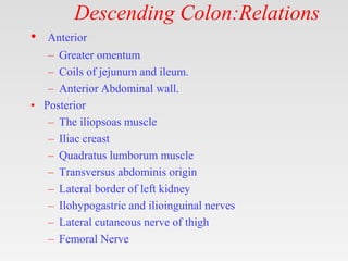 Anatomy the small and large intestine.pptx