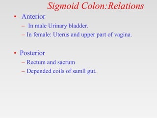 Anatomy the small and large intestine.pptx
