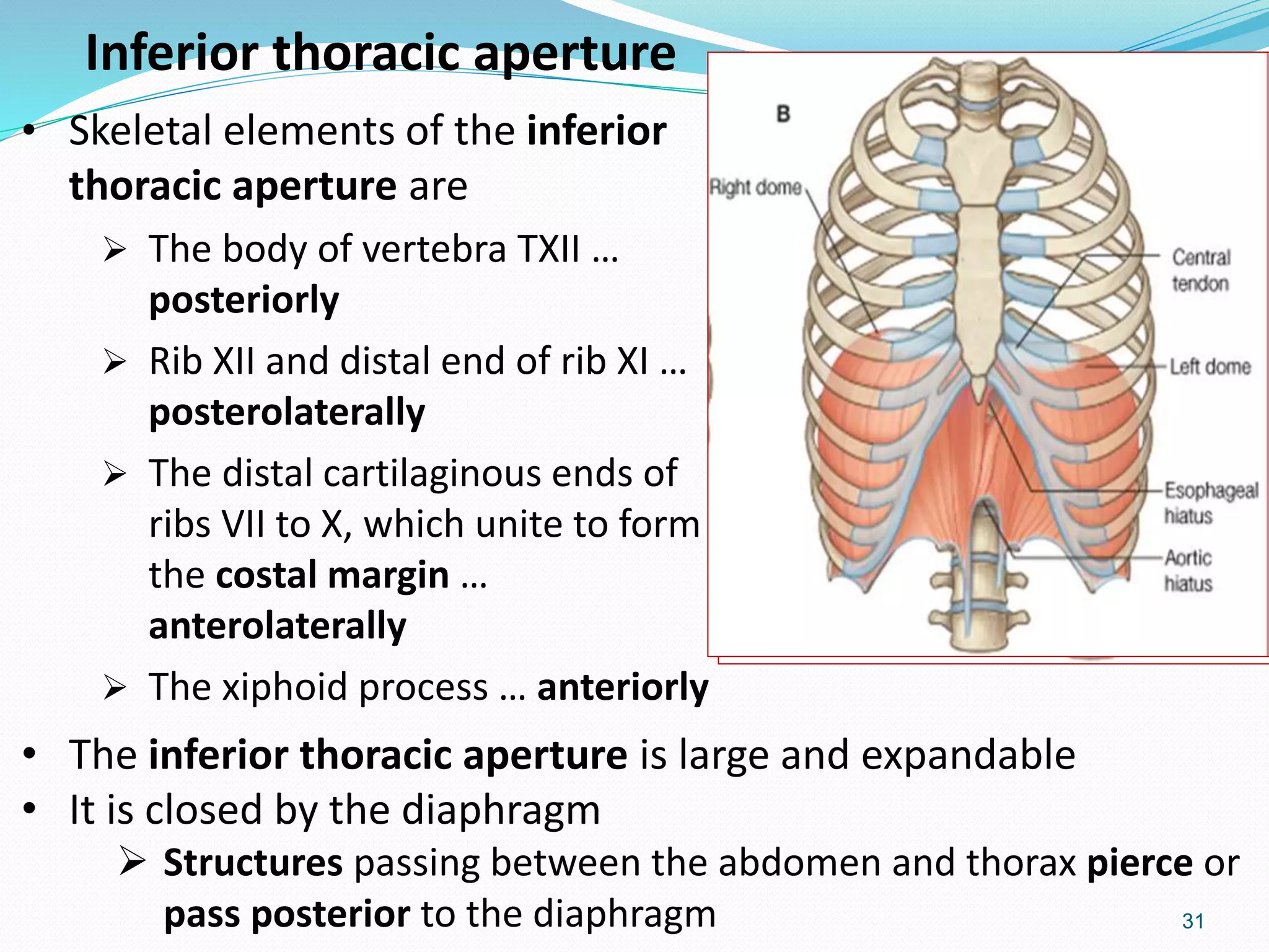 Anatomy thorax | PPTX