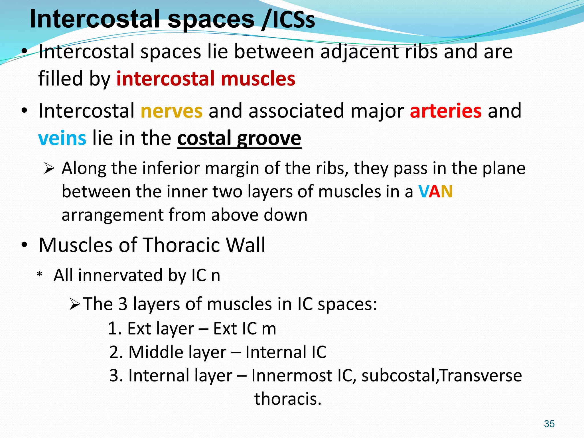 Anatomy thorax | PPTX