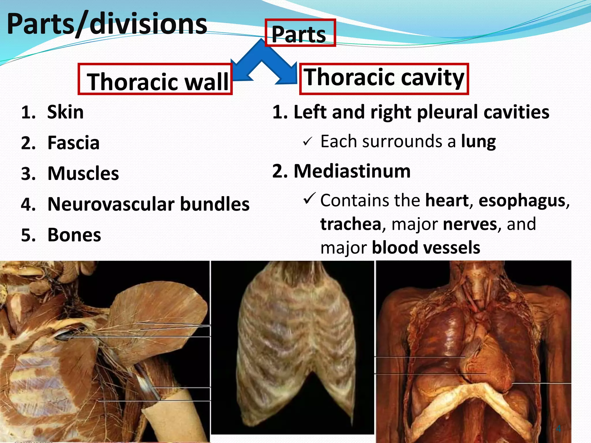 Anatomy thorax | PPTX