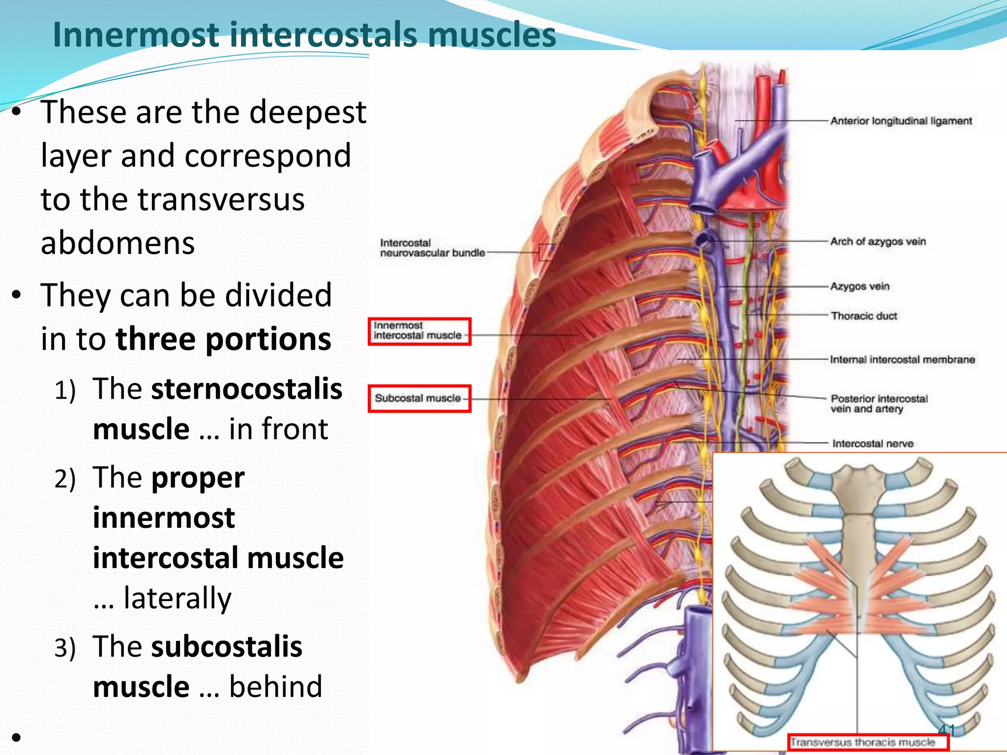 Anatomy thorax | PPTX