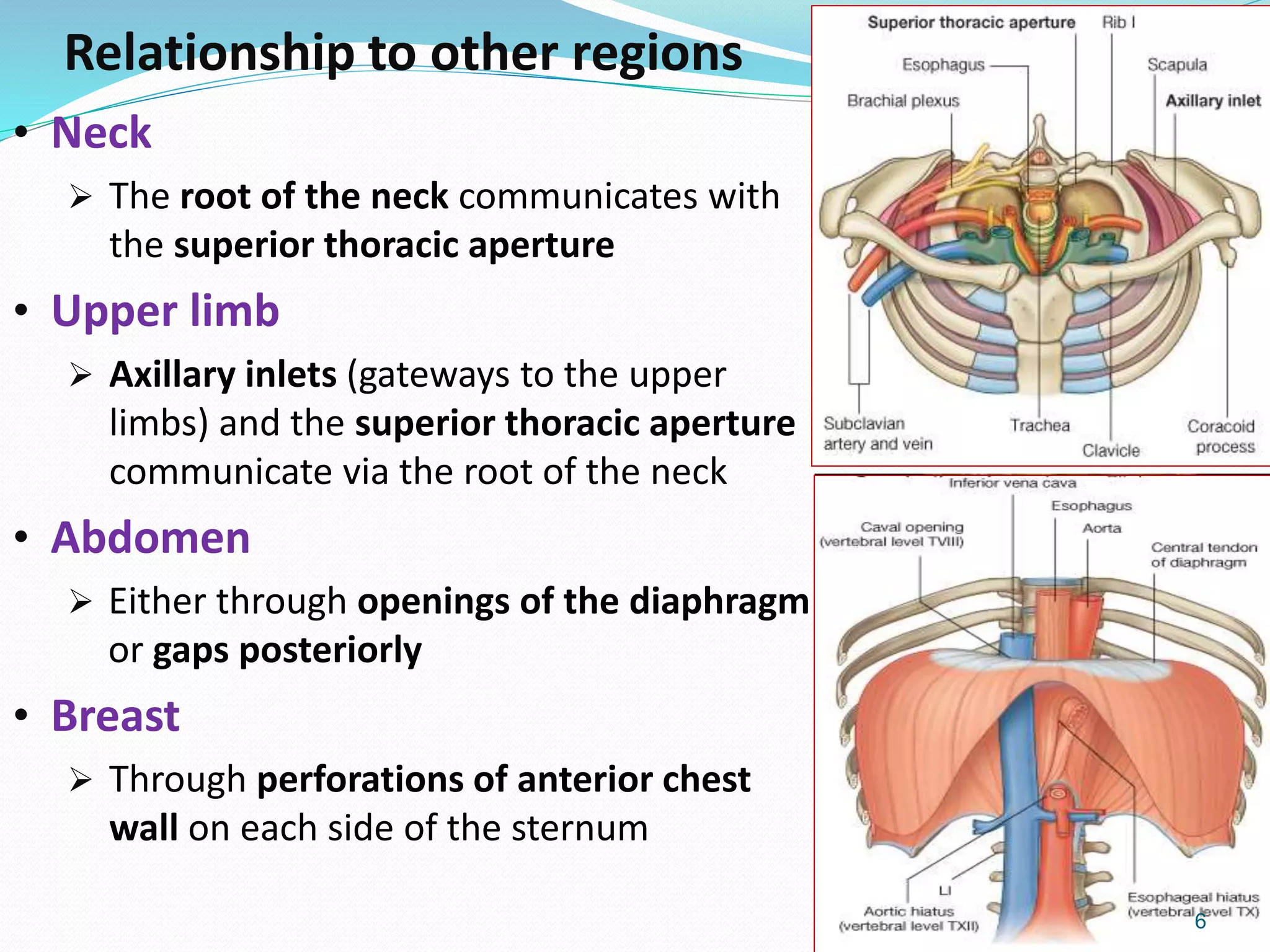 Anatomy thorax | PPTX