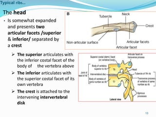 Anatomy thorax | PPTX