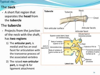 Anatomy thorax | PPTX