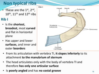 Anatomy thorax | PPTX