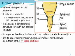 Anatomy thorax | PPTX