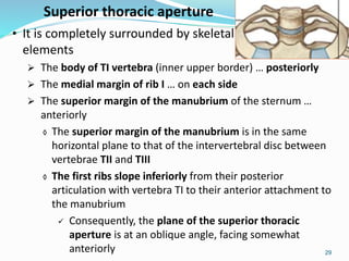 Anatomy thorax | PPTX