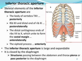 Anatomy thorax | PPTX